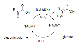 Glucose Dehydrogenases; Glucose Oxidoreductases